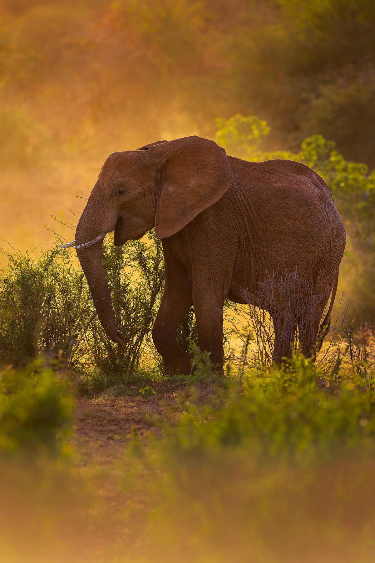 Twilight's Grace – Nicholson Fine Art Photography